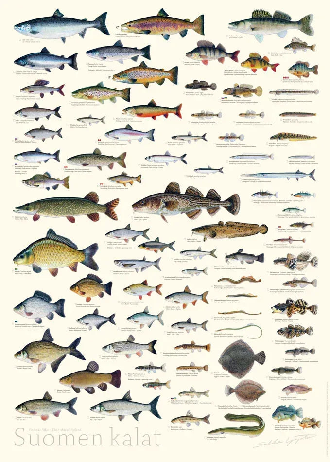 Sakke Yrjölä The Fishes of Finland Poster